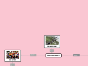 PILGRIMAGE - Concept Map